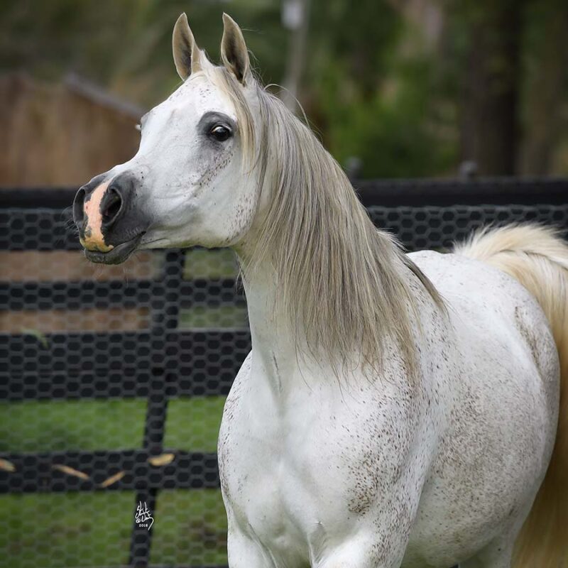 Mares - Simeonstud